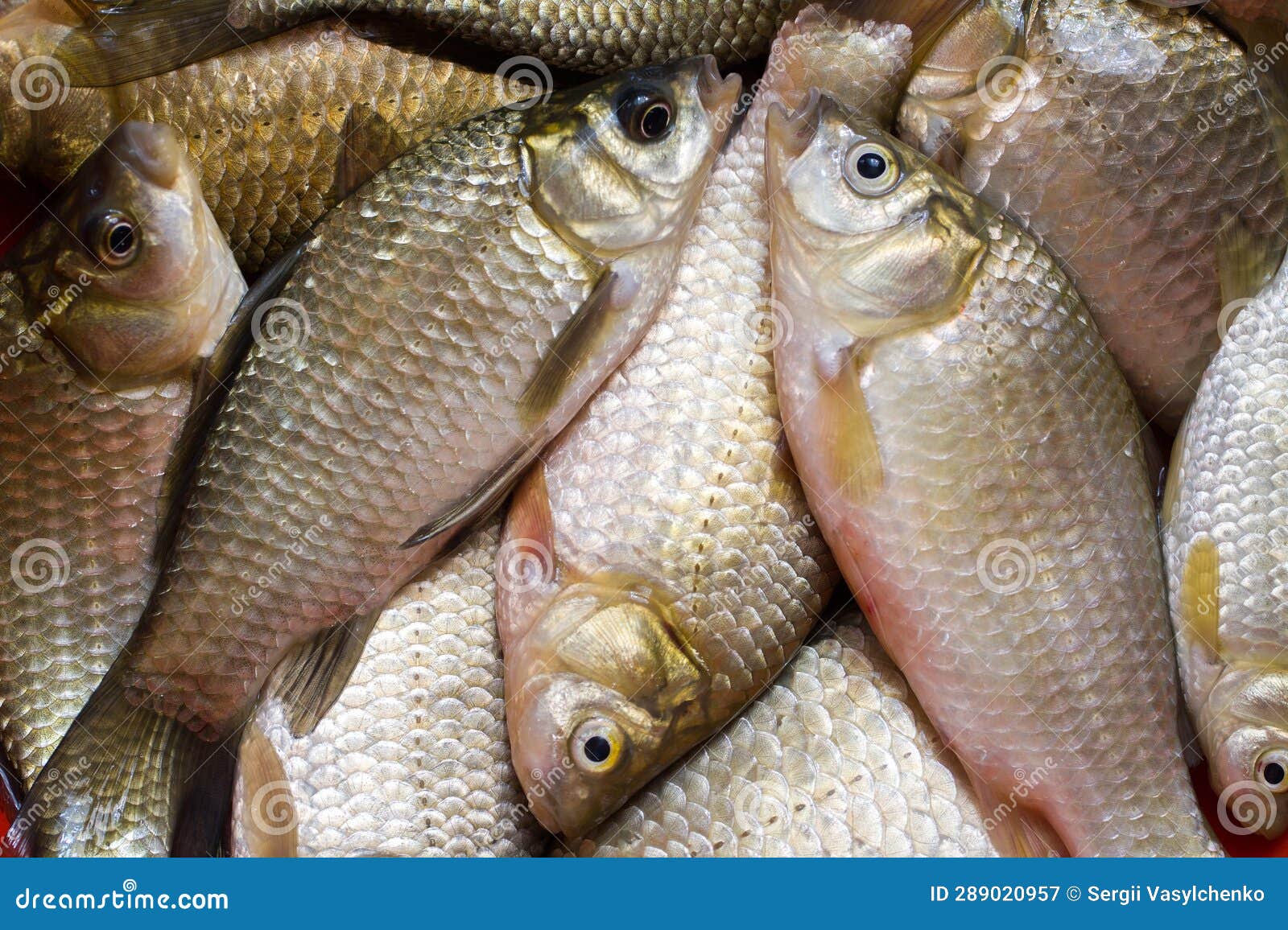 Fresh Fish. a Lot of Fresh Carp Stock Image - Image of freshwater ...