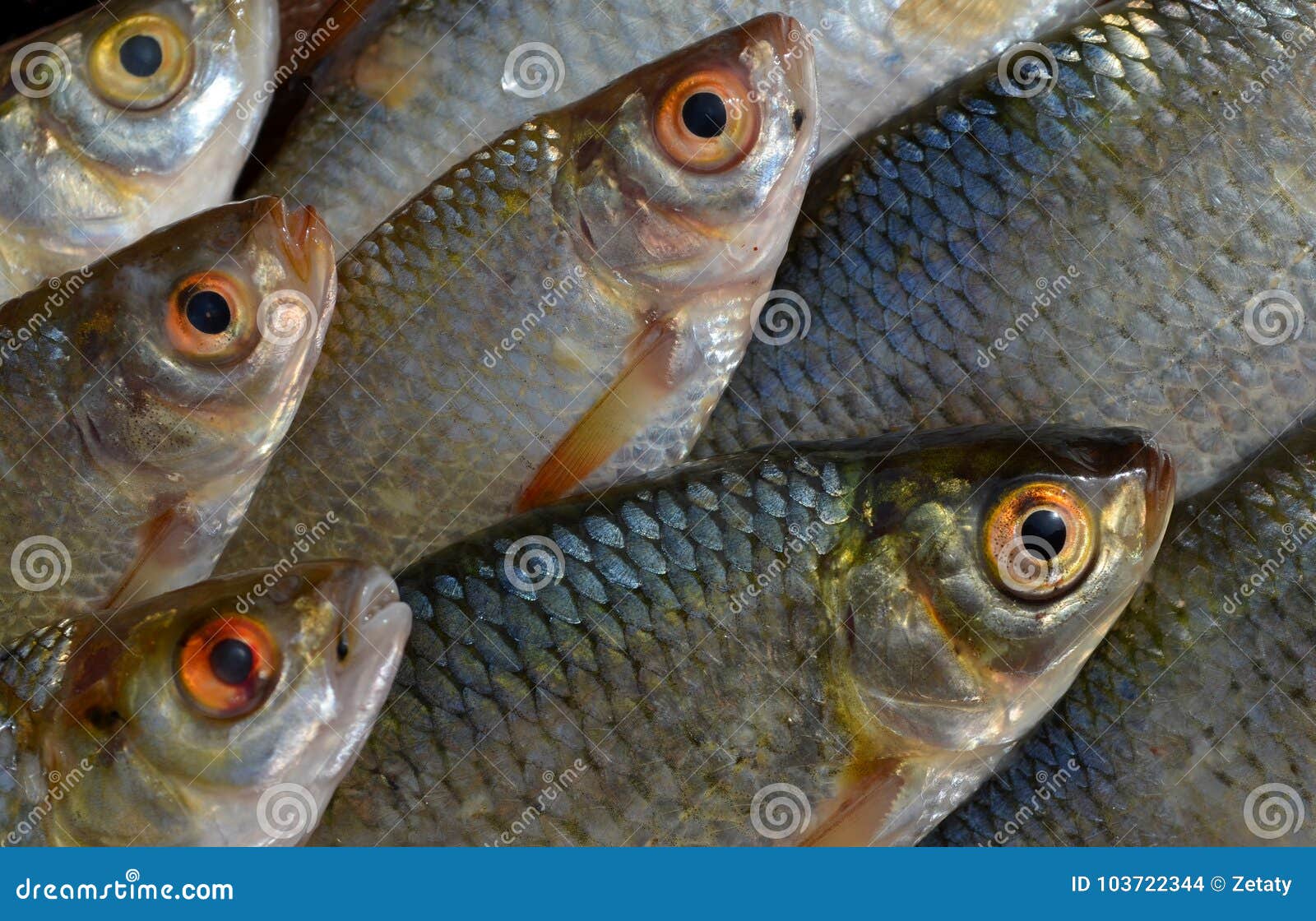 Fresh fish macro eye lake stock photo. Image of group - 103722344