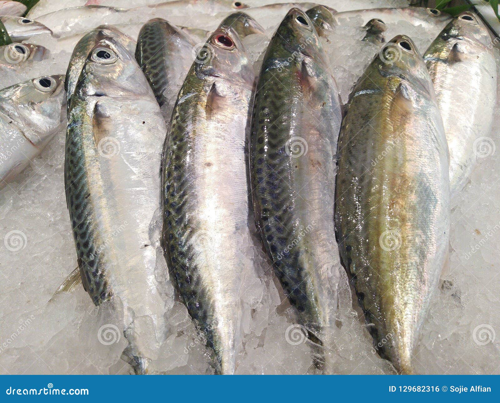 Fresh fish stock photo. Image of fresh, market, fish - 129682316