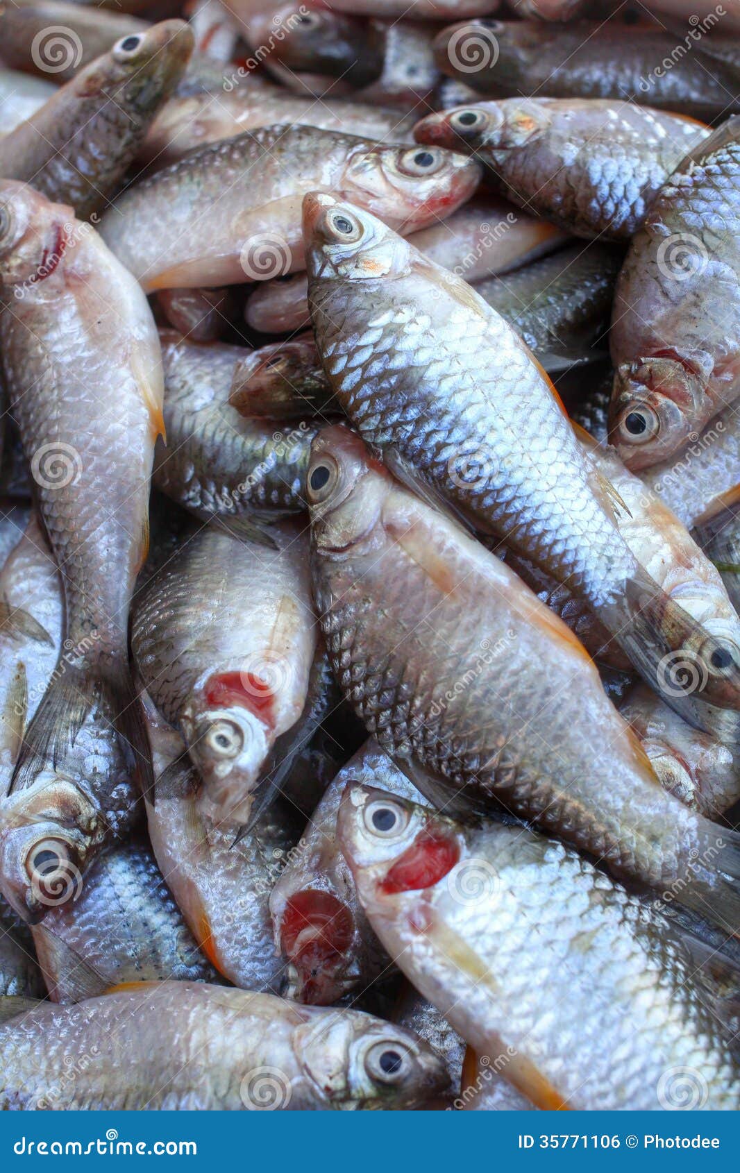 Fresh fish stock photo. Image of food, organic, outdoor - 35771106