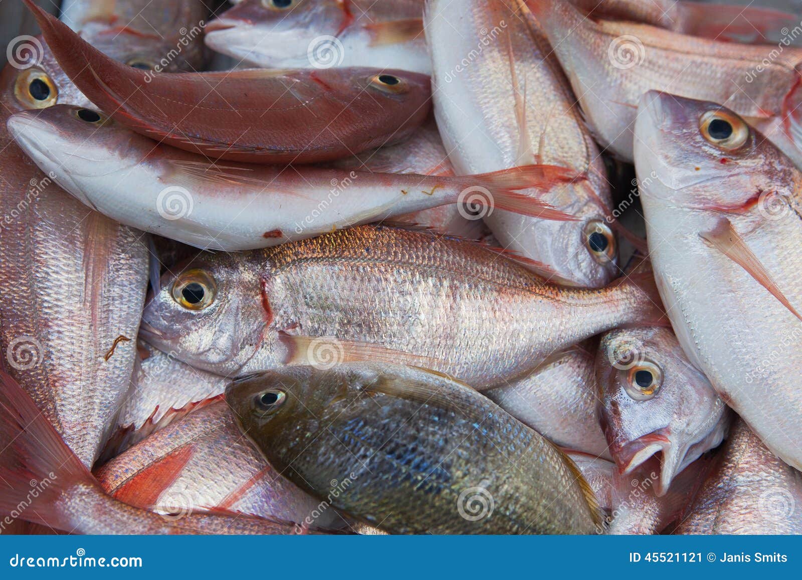 Fresh fish. stock image. Image of kitchen, organic, delicacy - 45521121