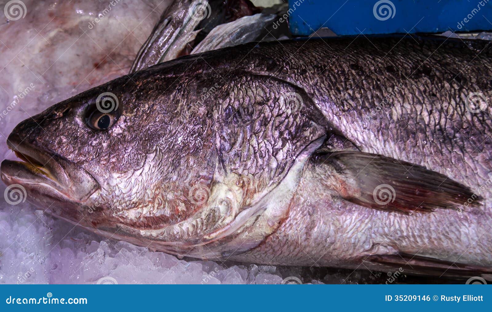 Fresh Fish stock photo. Image of food, fish, madrid, freshness - 35209146