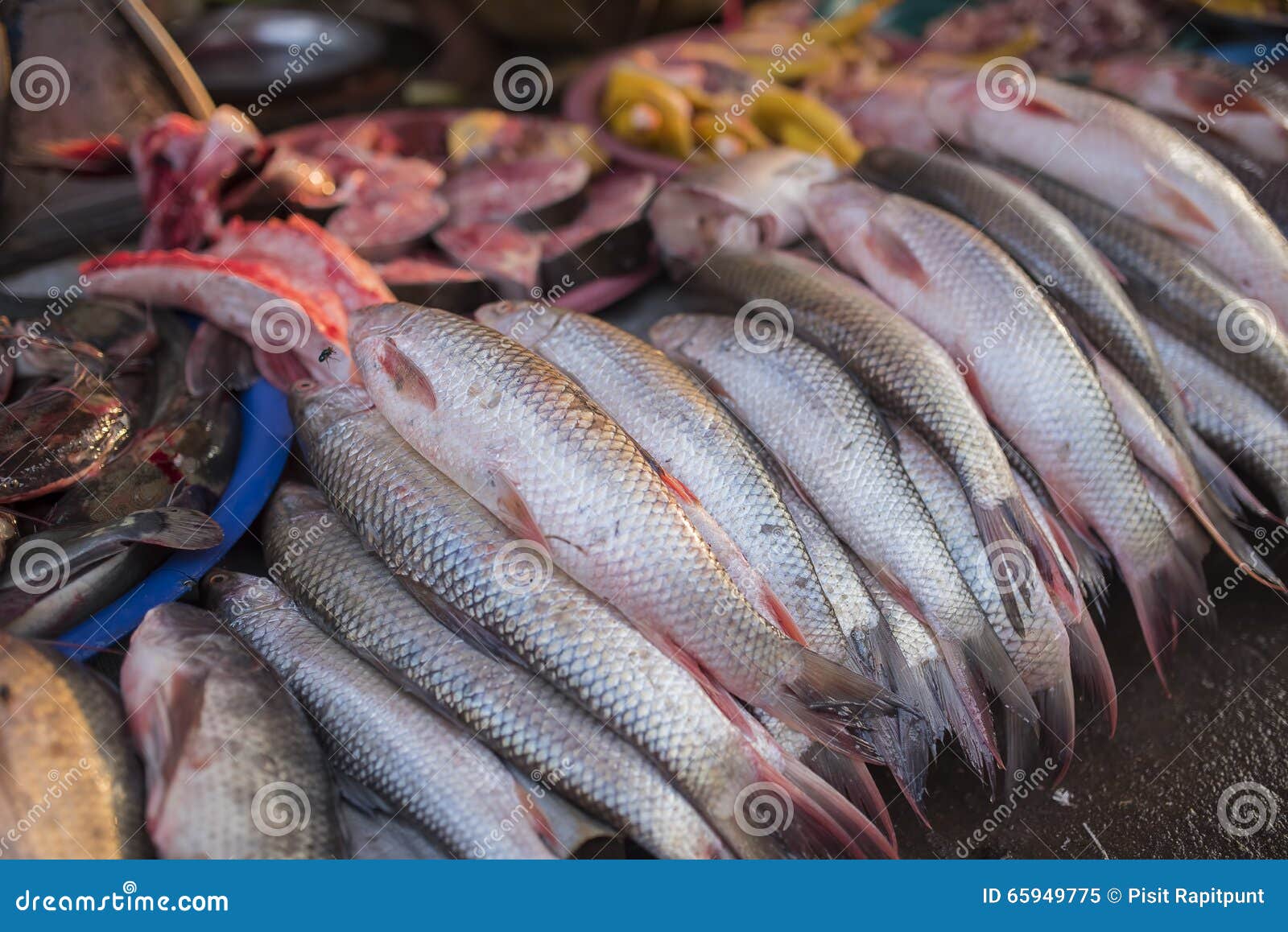 Fresh Fish in the Market Myawadi, Myanmar. Stock Image - Image of ...
