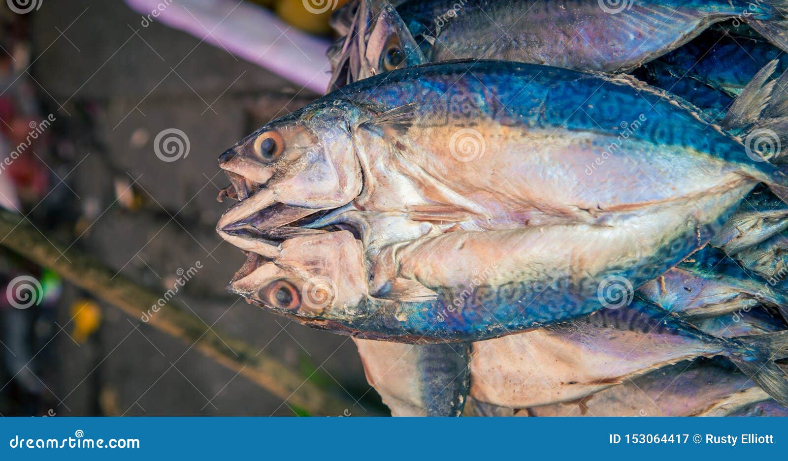 Fresh fish Market in Peru stock image. Image of nutrition - 153064417