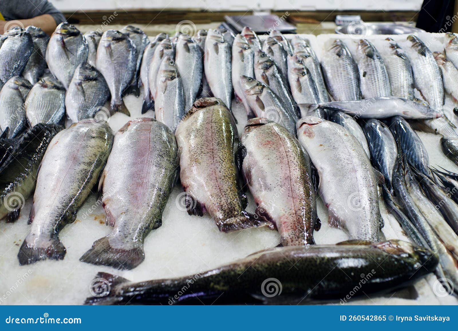Fresh Fish on the Market Stall Stock Image - Image of animal, healthy ...