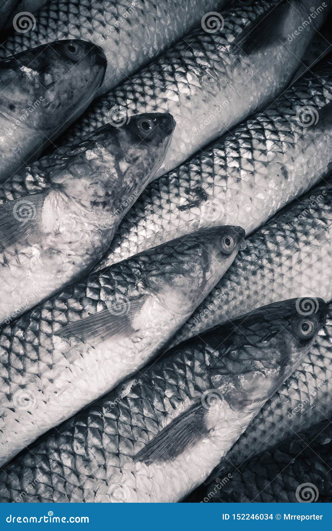 Mullet Roe In Production Process Royalty-Free Stock Photo ...