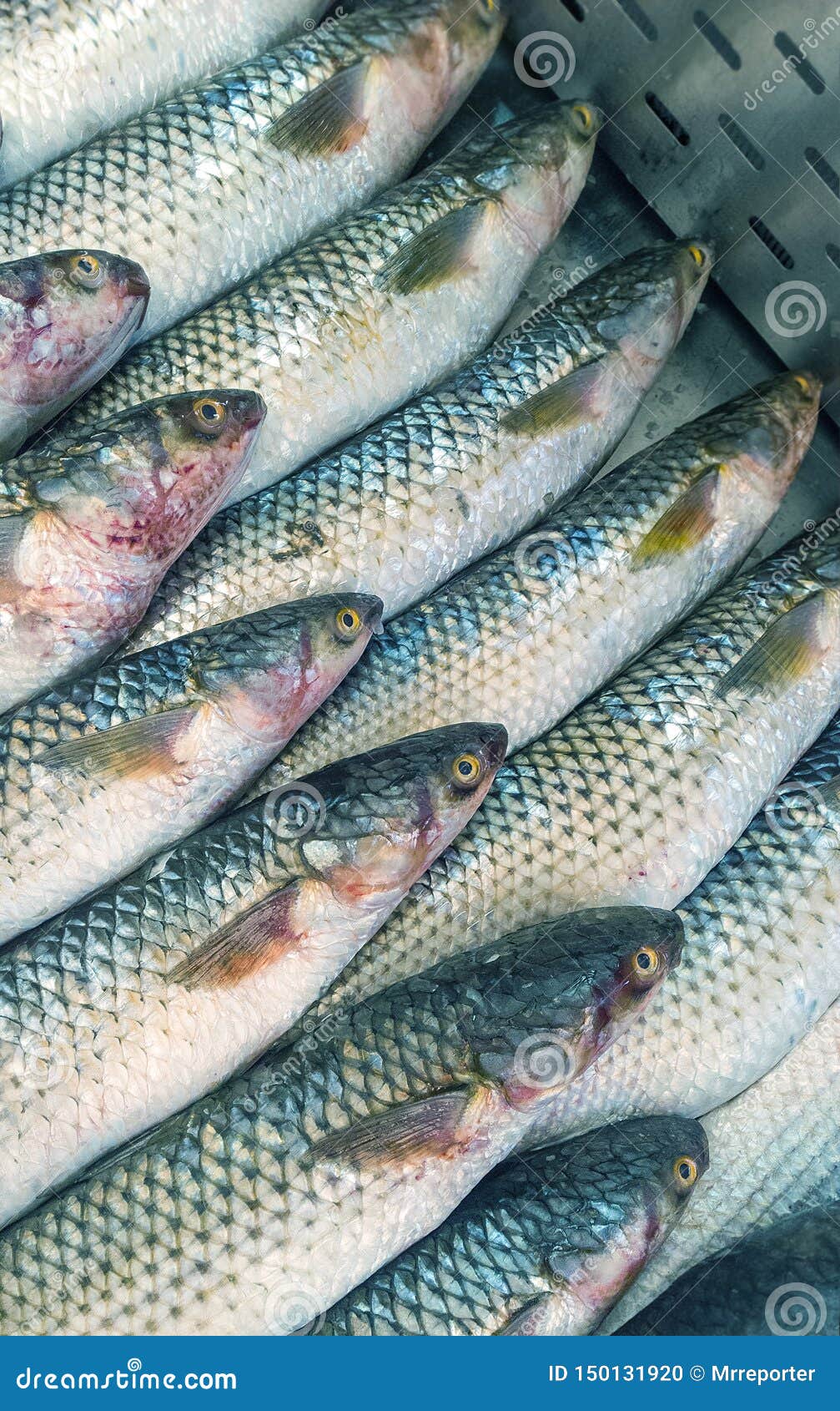 Mullet Roe In Production Process Royalty-Free Stock Photo ...