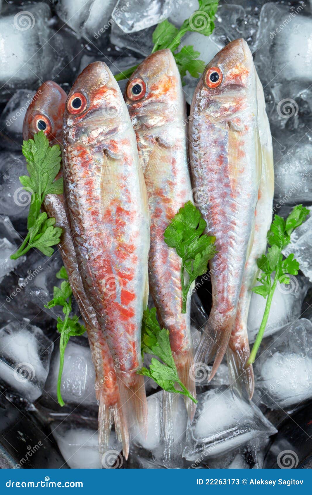 Fresh Fish (Mullus Barbatus Ponticus) Stock Image - Image of healthy ...