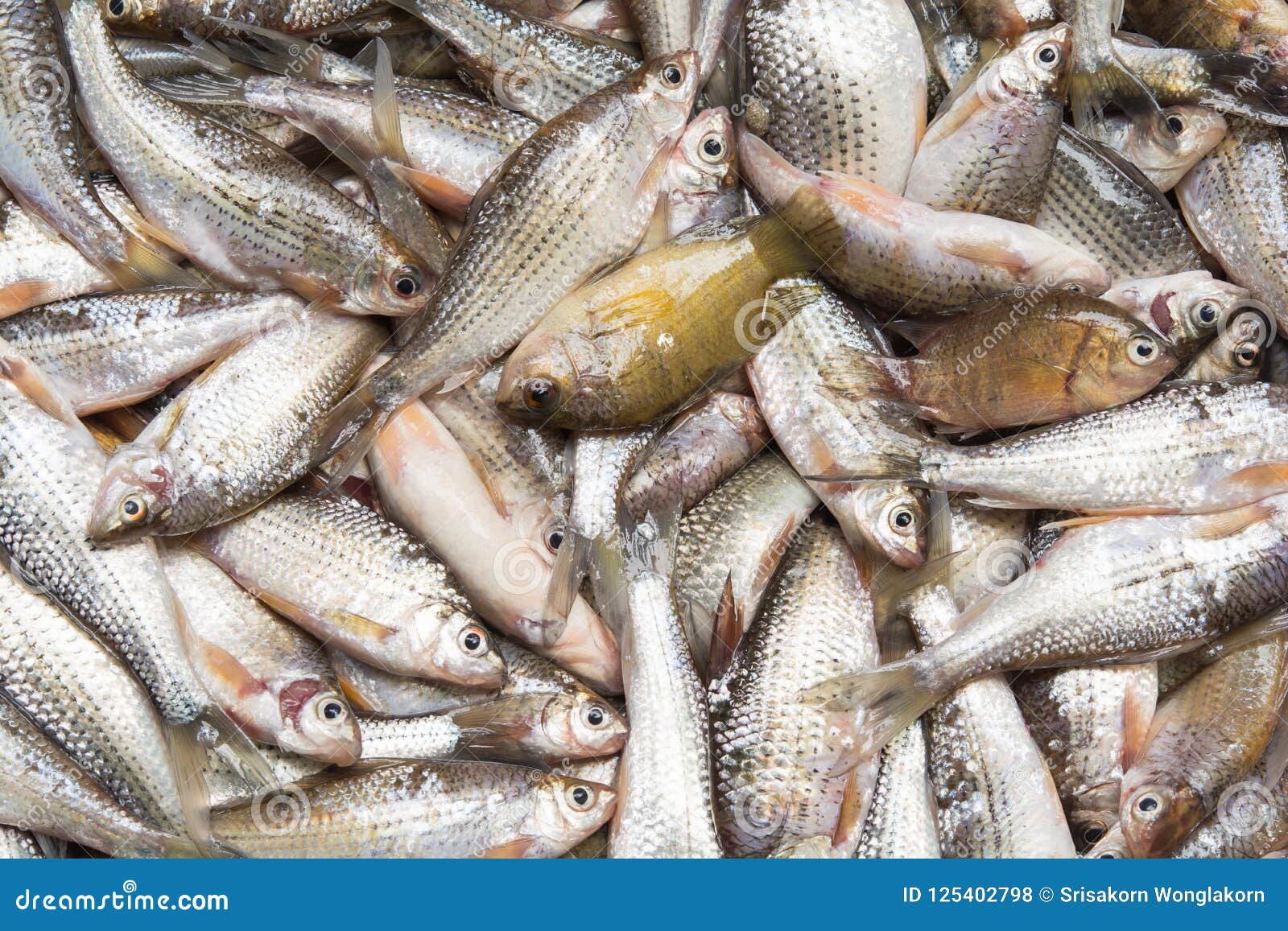 Fresh Fish from Natural Water Stock Photo - Image of water, white ...