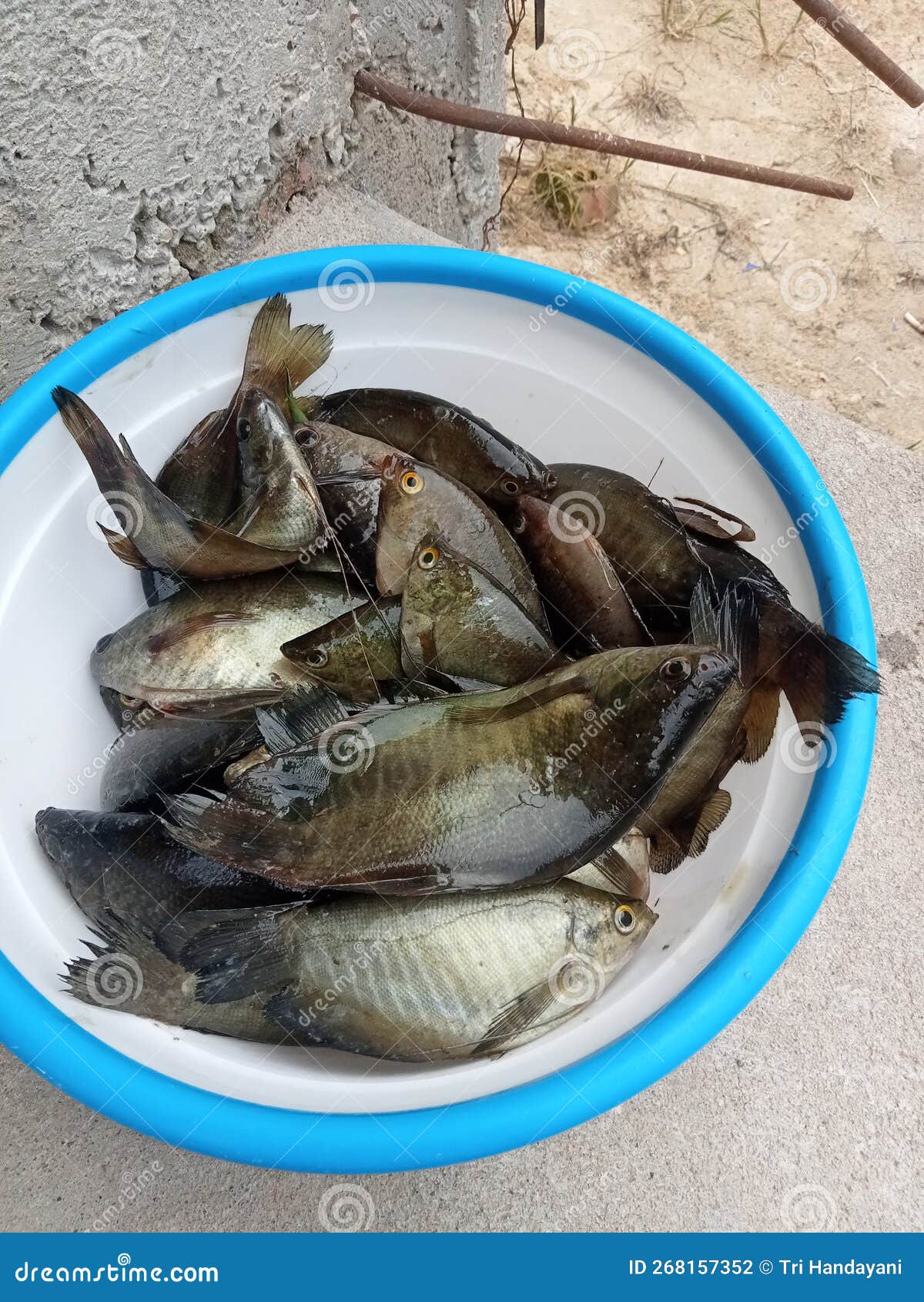 Fresh Fish Obtained by Fishing in the River Stock Photo - Image of ...