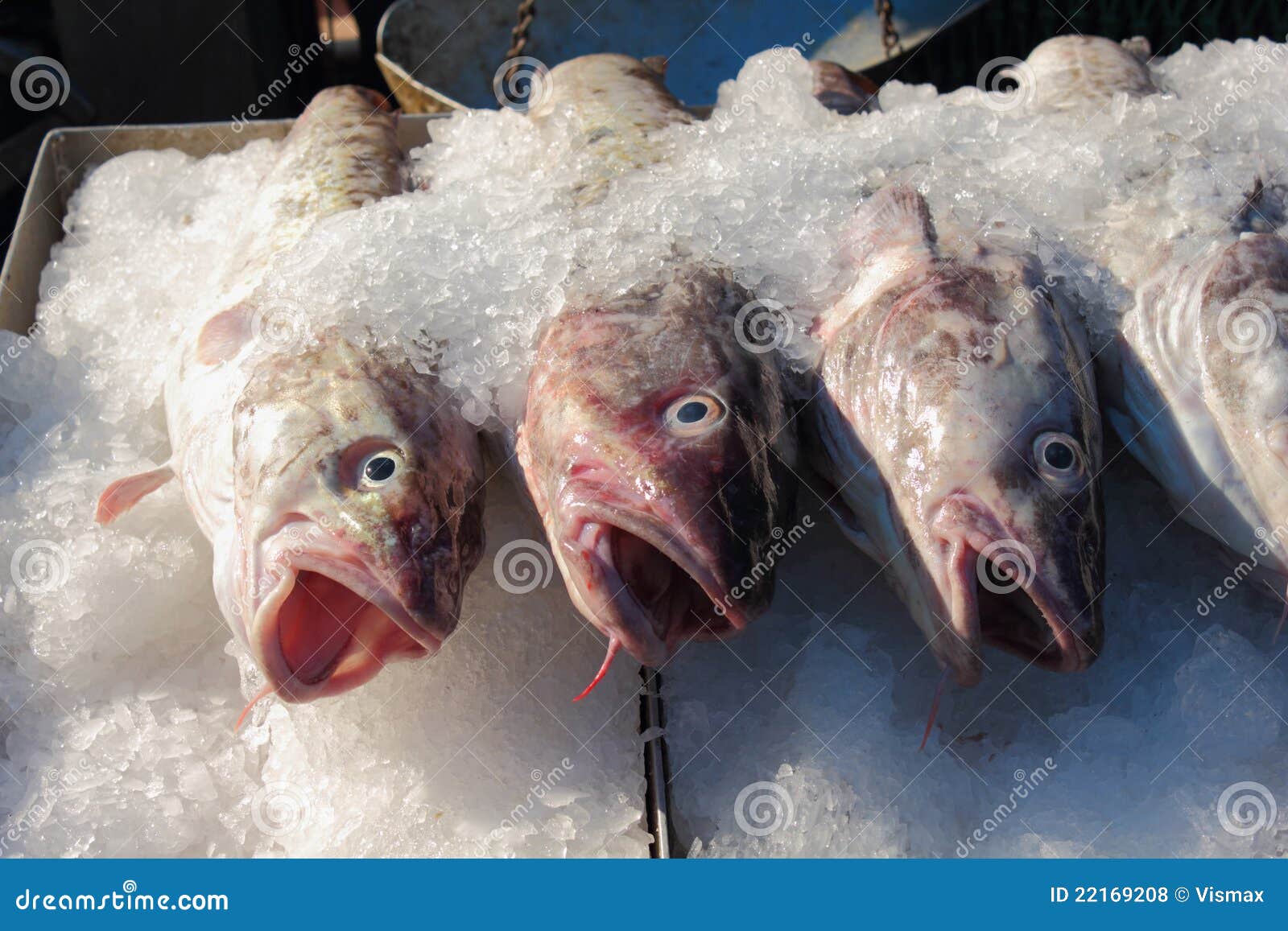 Fresh Fish, Pacific Cod stock photo. Image of catch, saltwater - 22169208