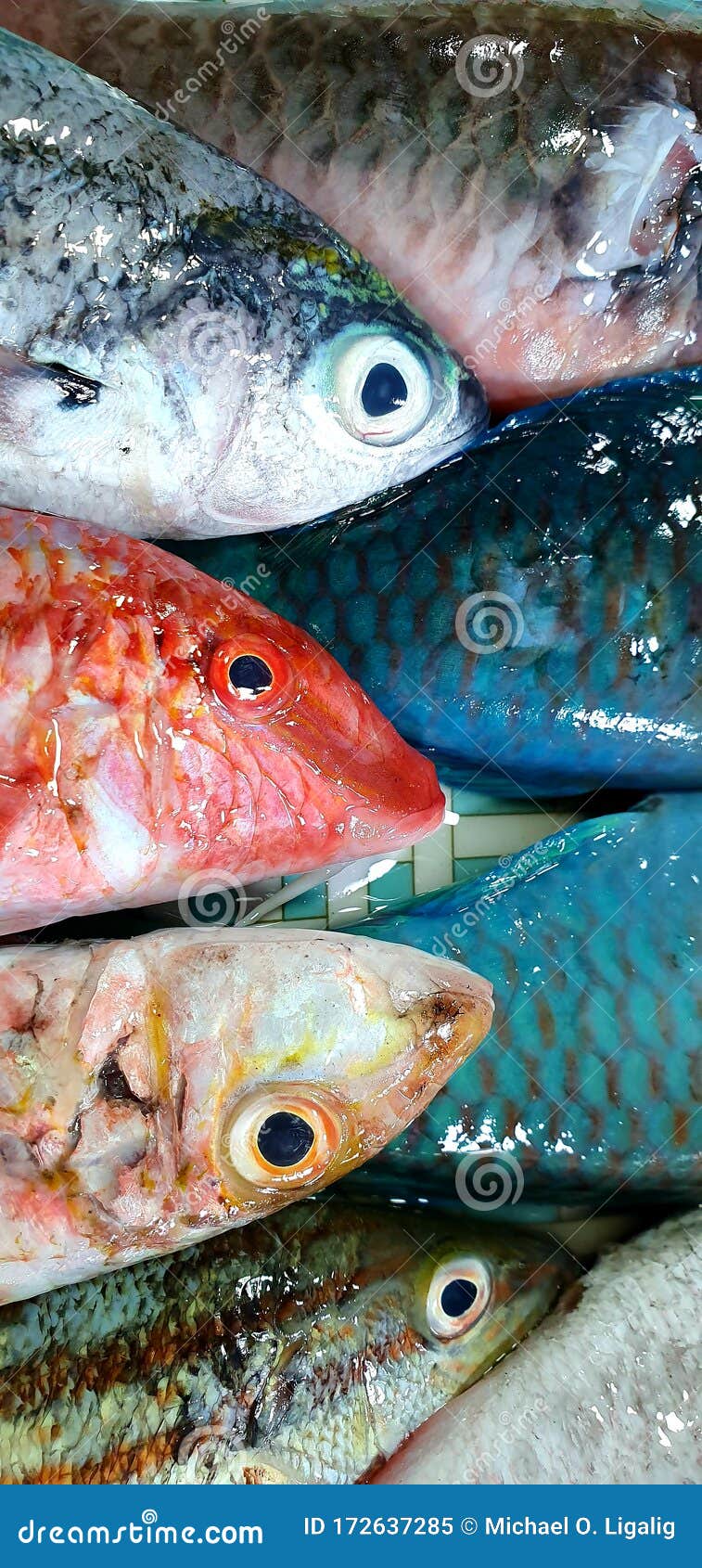 Kilaw Stock Photos - Free & Royalty-Free Stock Photos from Dreamstime