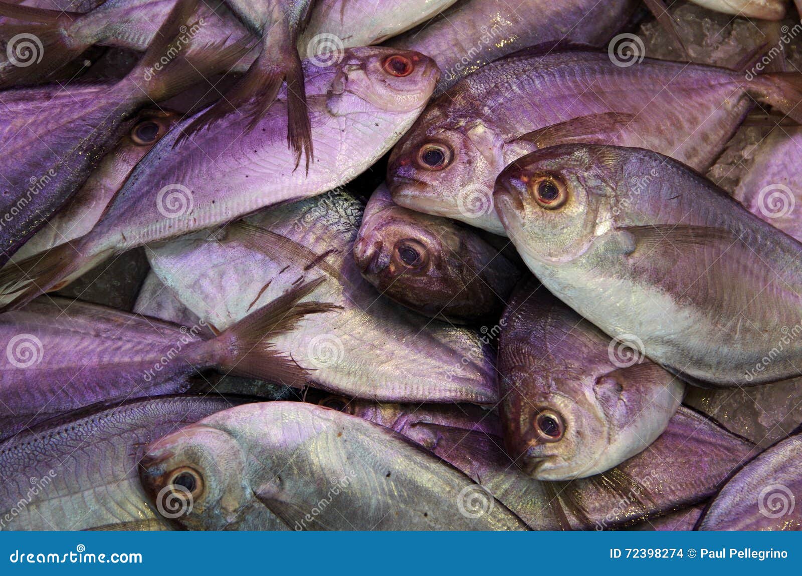 Fresh fish pile background stock photo. Image of cold - 72398274