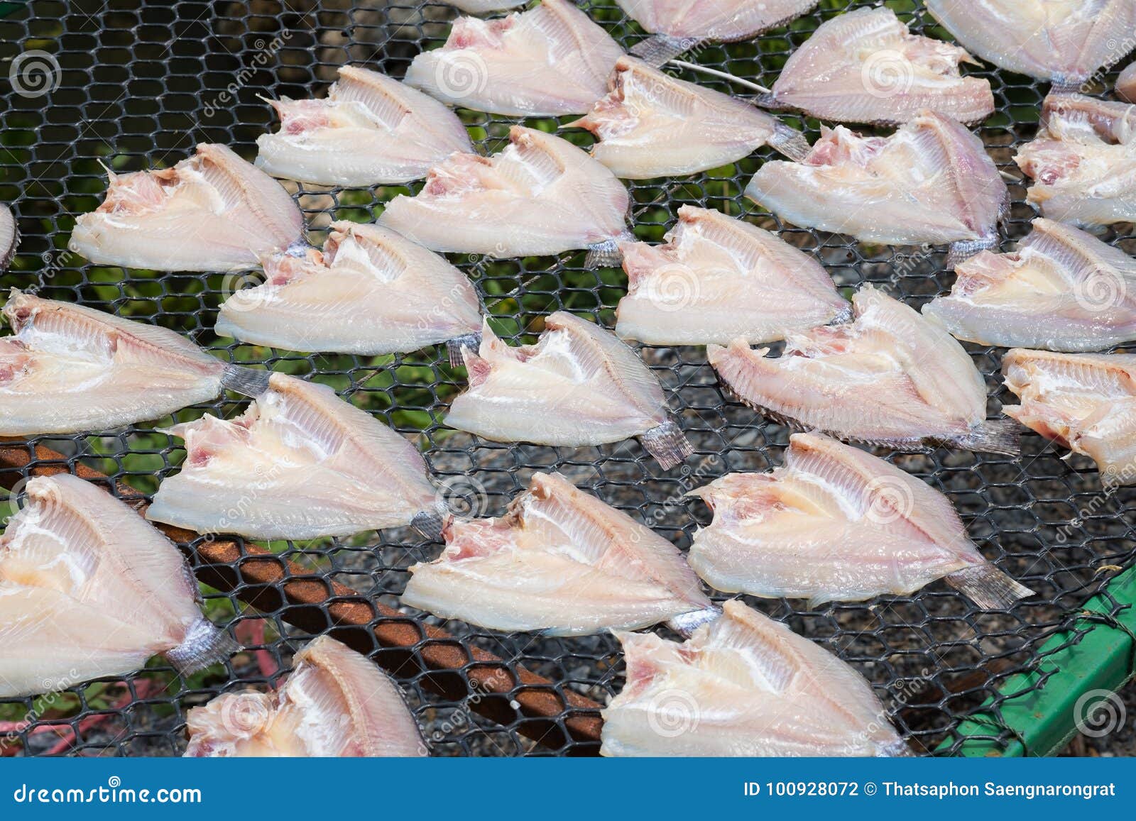 Fresh Fish on Plastic Net Under Sun Light for Make Dried Fish. Stock ...
