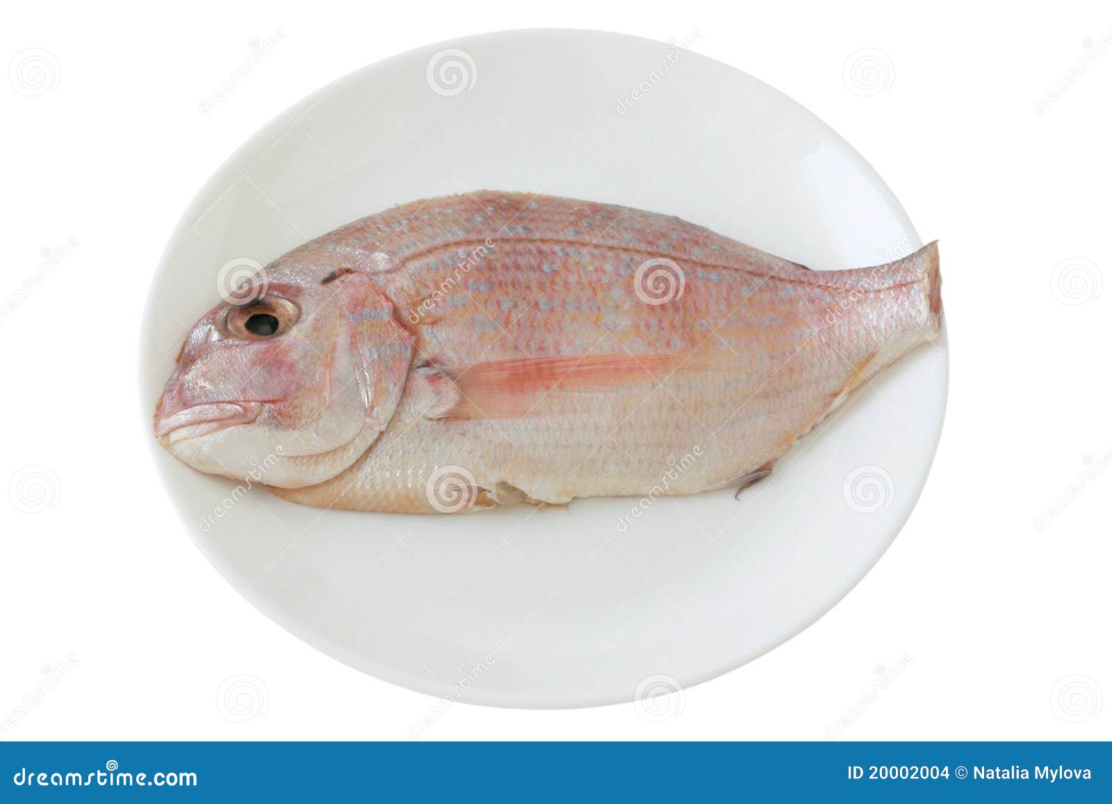 Fresh fish on a plate stock photo. Image of plate, uncooked - 20002004