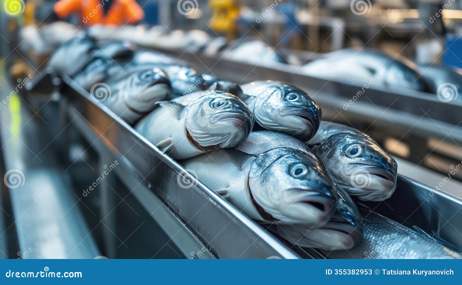 Fresh Fish Processing Line with Shiny Fish on Conveyor Belt Stock Image ...
