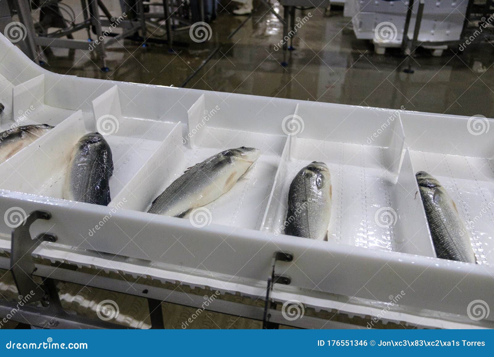 Fresh Fish in Processing and Packaging Plant Stock Photo - Image of ...