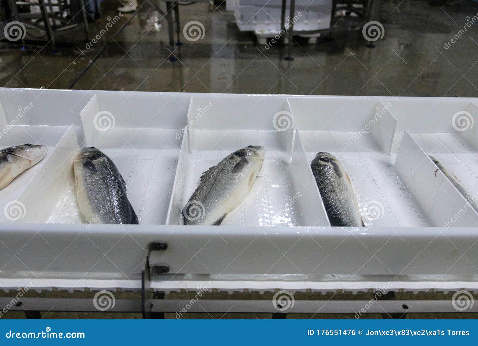 Fresh Fish in Processing and Packaging Plant Stock Photo - Image of ...