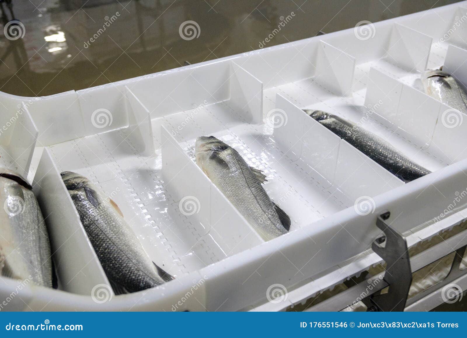 Fresh Fish in Processing and Packaging Plant Stock Photo - Image of ...