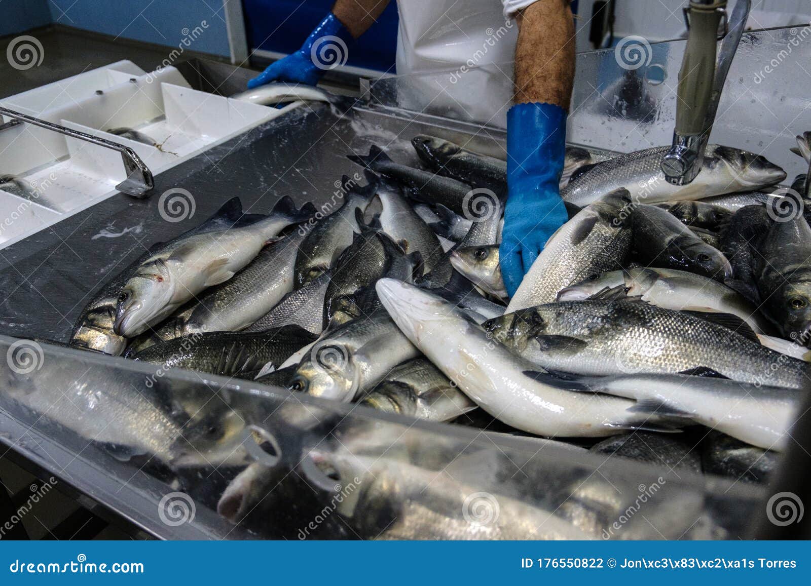 Fresh Fish in Processing and Packaging Plant Stock Photo - Image of ...