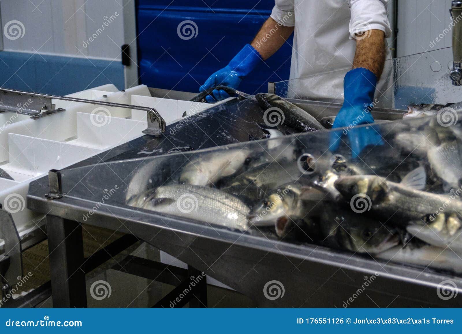 Fresh Fish in Processing and Packaging Plant Stock Photo - Image of ...