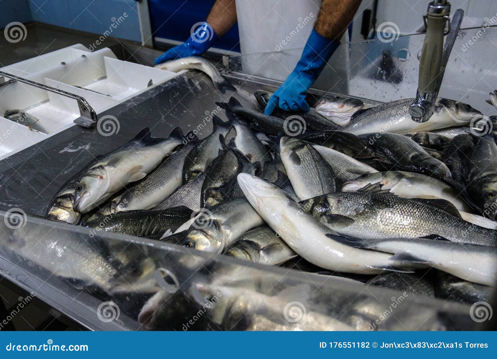 Fresh Fish in Processing and Packaging Plant Stock Photo - Image of ...