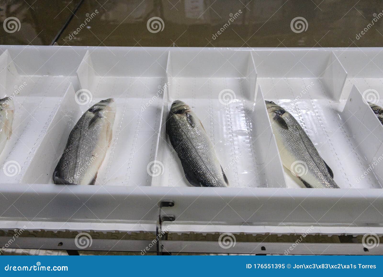Fresh Fish in Processing and Packaging Plant Stock Image - Image of ...