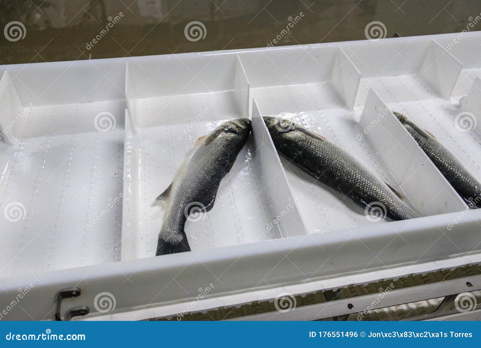 Fresh Fish in Processing and Packaging Plant Stock Photo - Image of ...