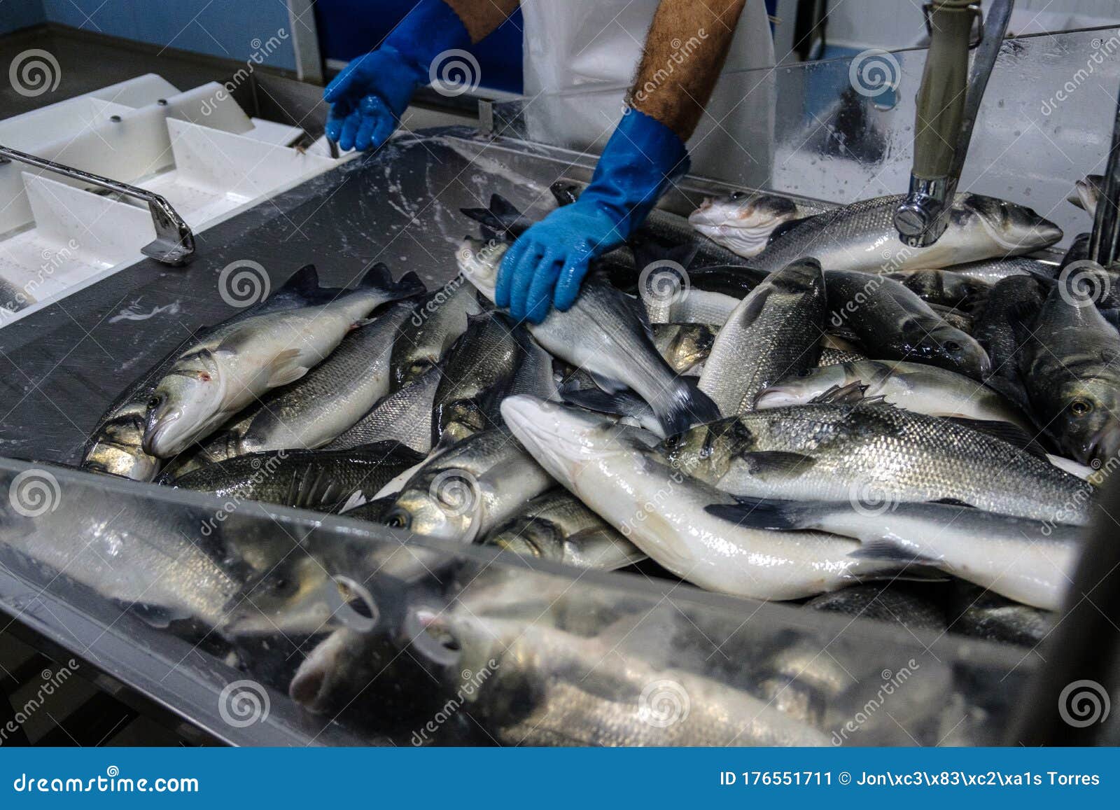 Fresh Fish in Processing and Packaging Plant Stock Image - Image of ...
