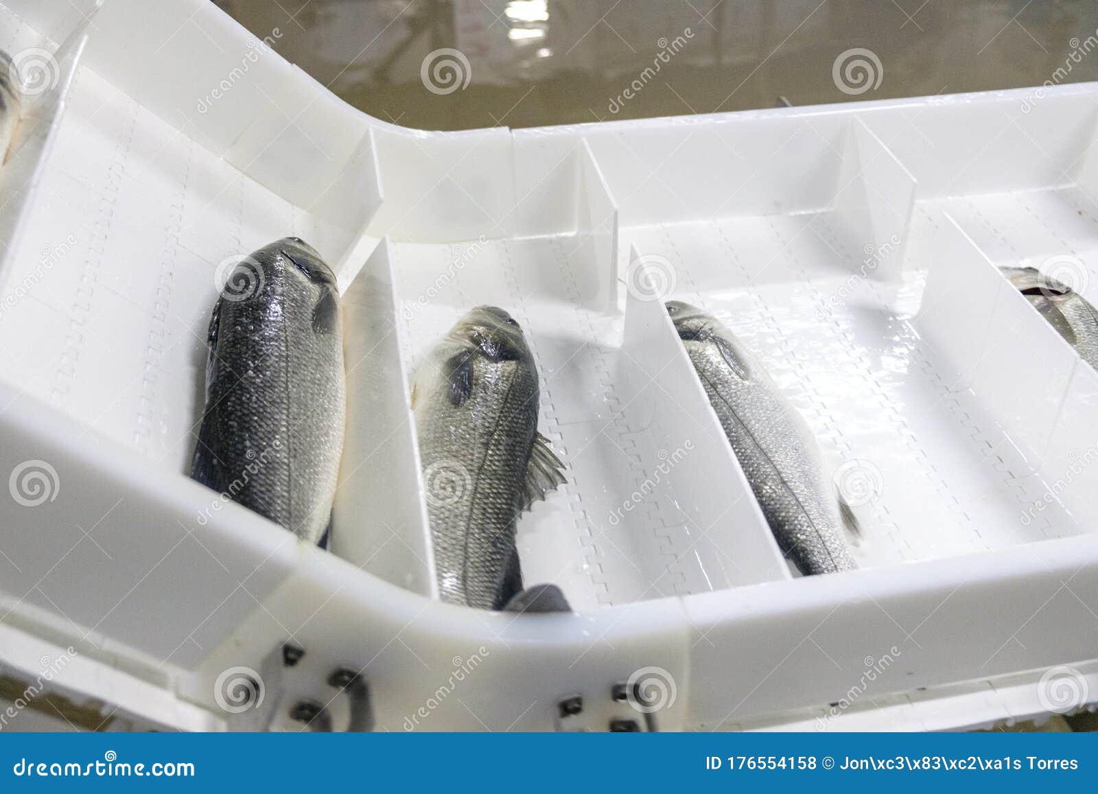 Fresh Fish in Processing and Packaging Plant Stock Photo - Image of ...