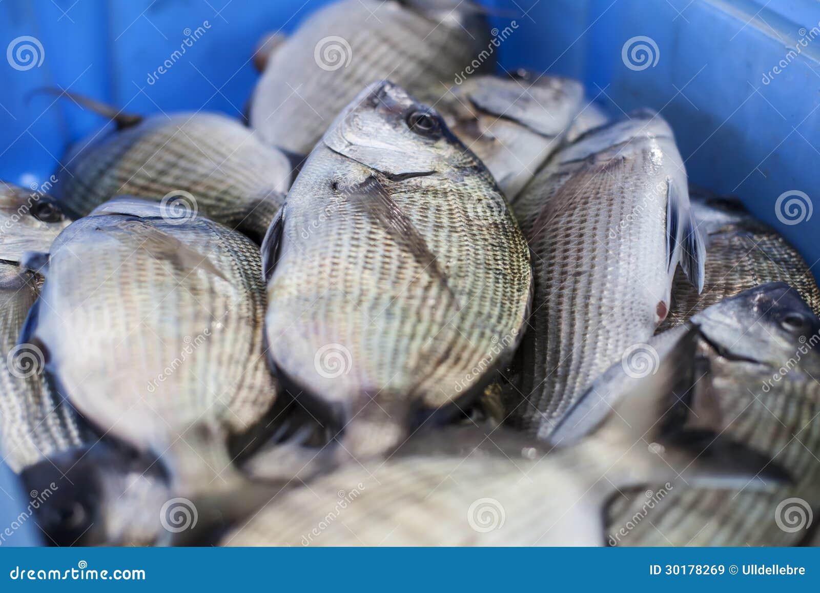 Fresh Frish stock image. Image of ingredient, industry - 30178269