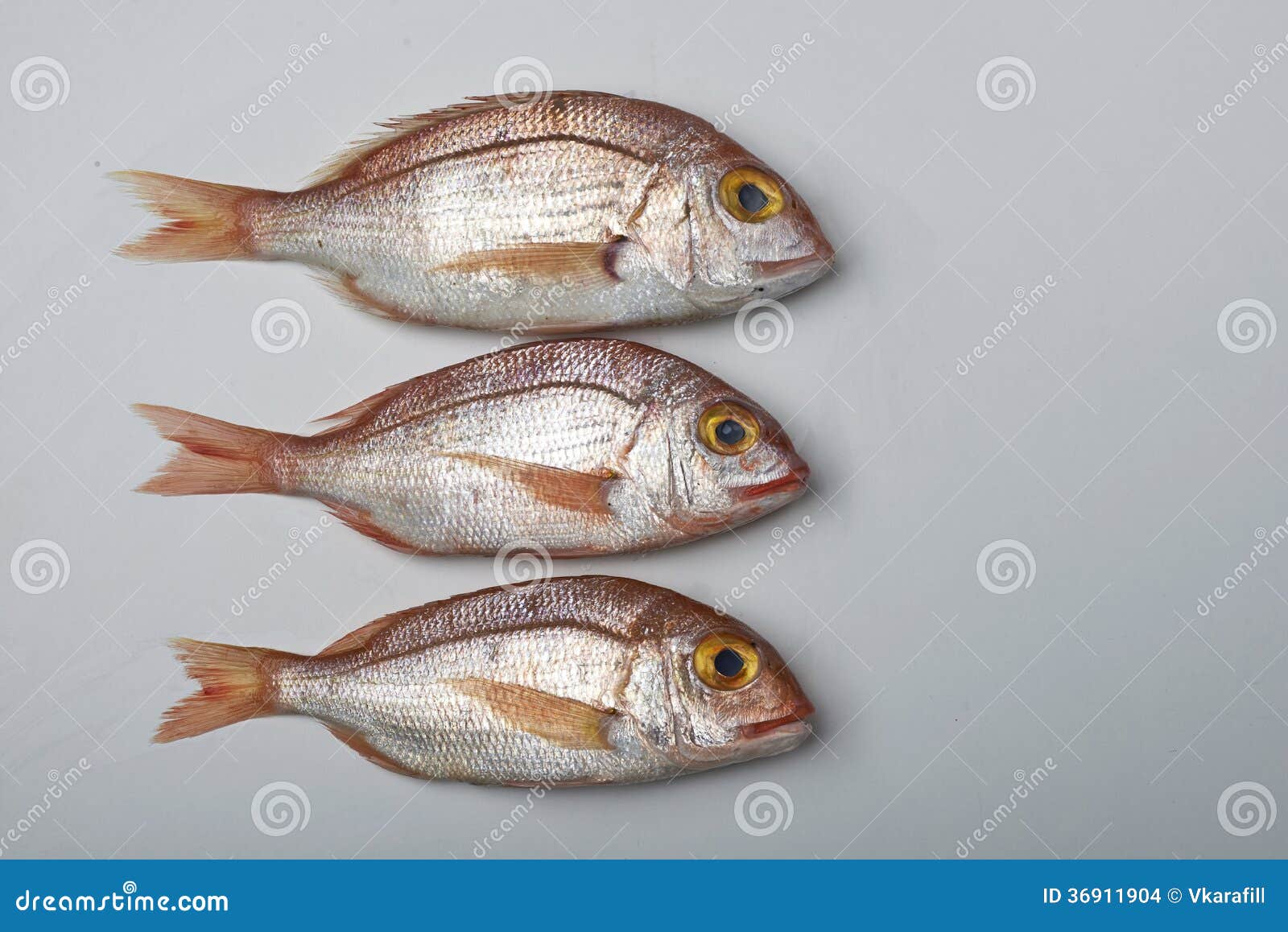 Fresh fish, red snapper stock photo. Image of bream, fish - 36911904