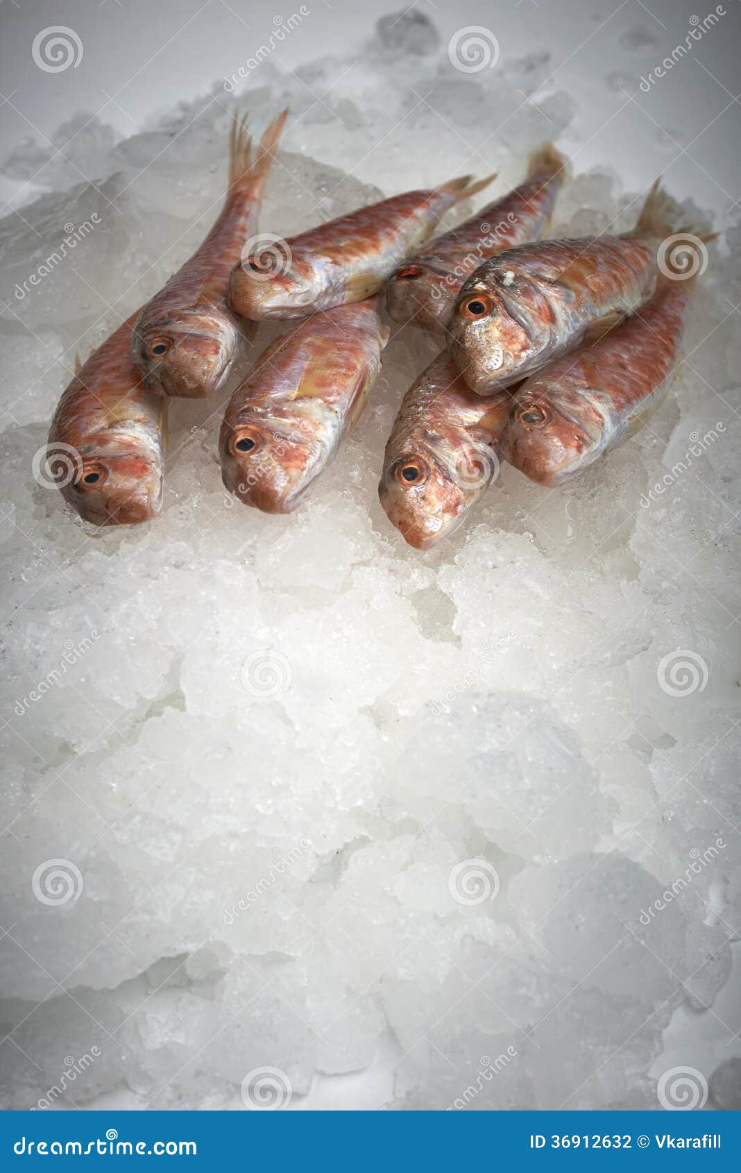 Fresh fish, red snapper stock photo. Image of bream, uncooked - 36912632