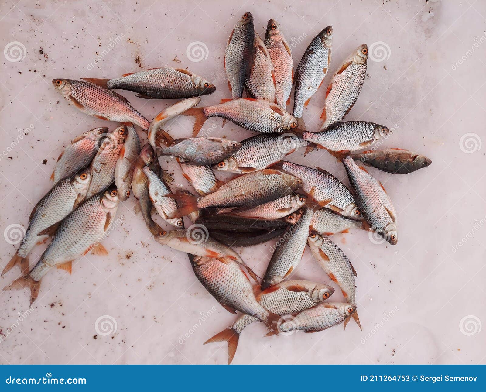 Fresh fish roach stock image. Image of common, single - 211264753