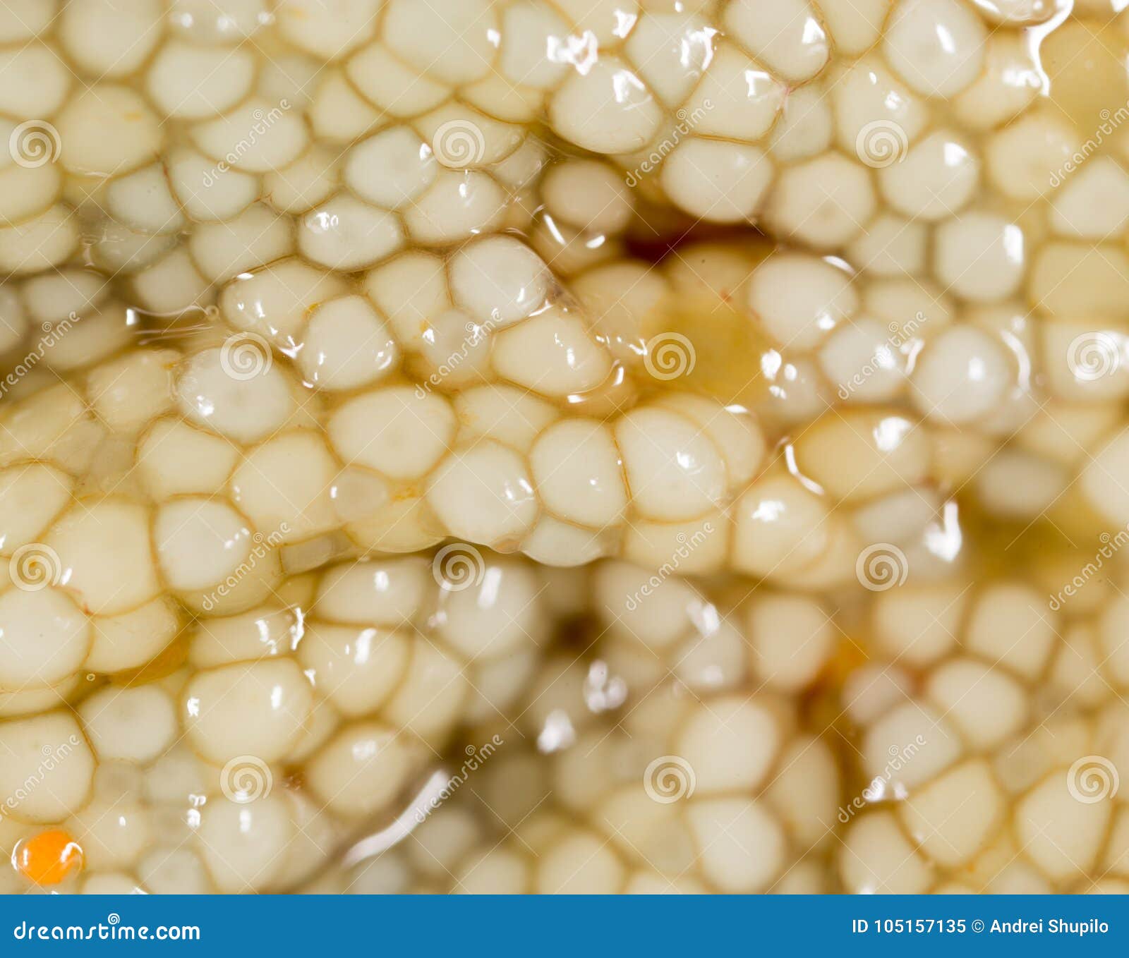 Fresh Fish Roe As a Background. Macro Stock Image - Image of background ...