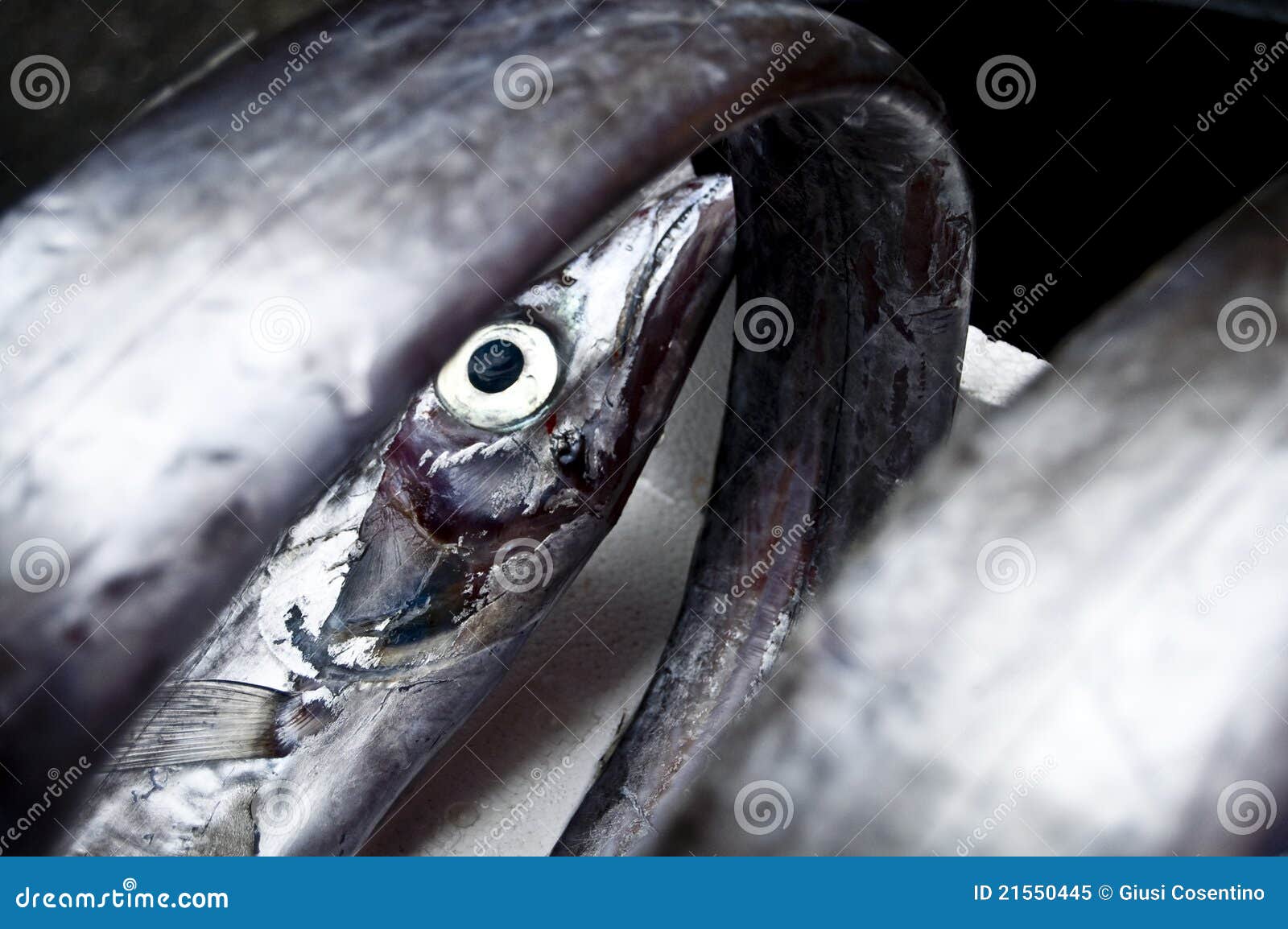 Fresh fish rolled up stock image. Image of rolled, traditional - 21550445