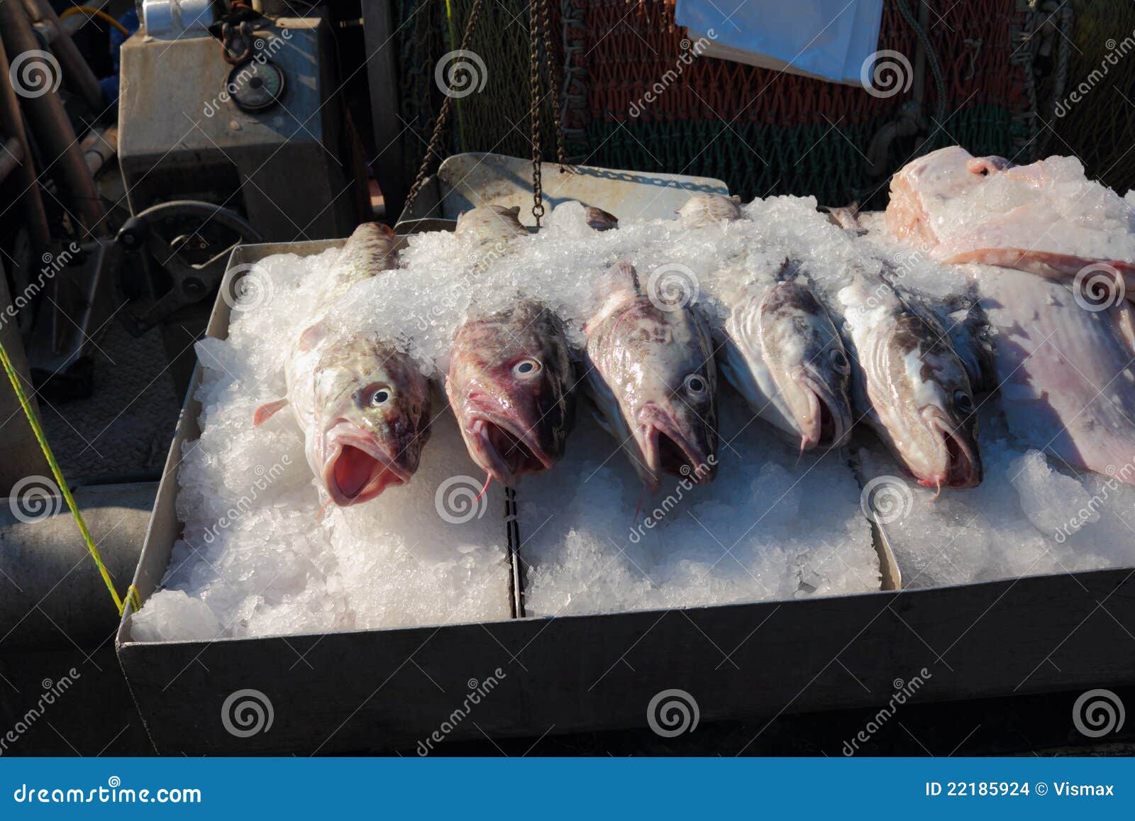 Fresh Fish Sales, Pacific Cod Stock Photo - Image of fishboat ...