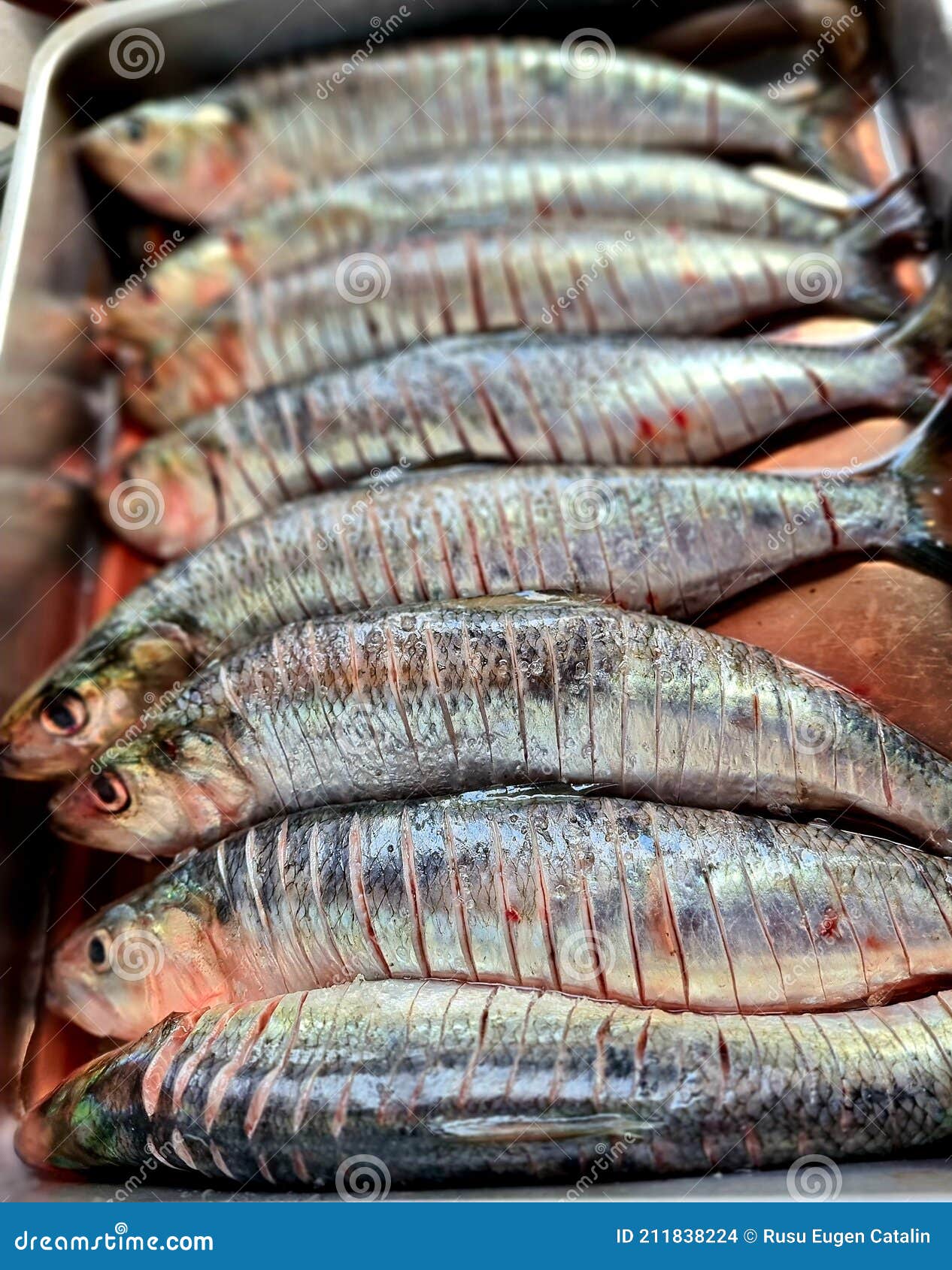 Fresh fish sardines stock photo. Image of amphibian - 211838224