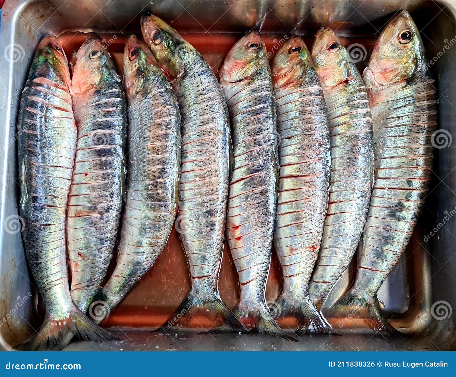 Fresh fish sardines stock photo. Image of sardinas, fresh - 211838326