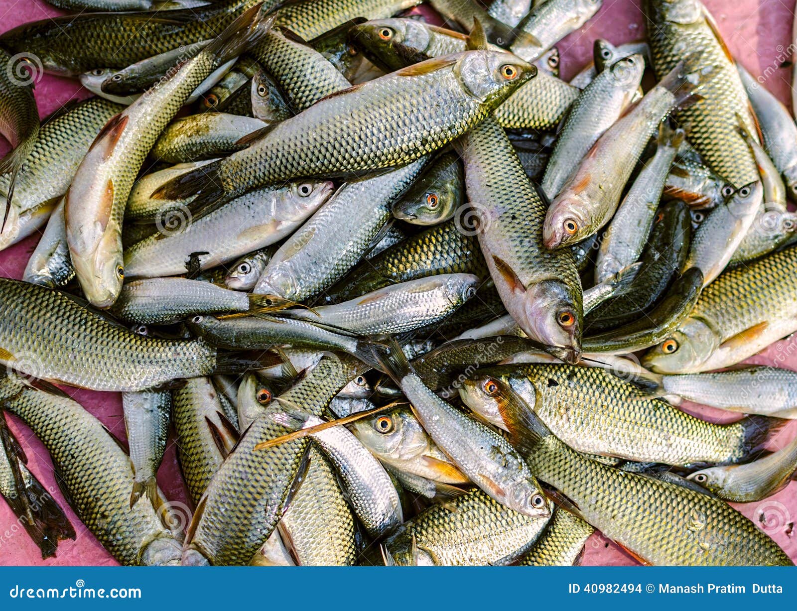 Fresh fish stock photo. Image of rohu, local, assam, fresh - 40982494
