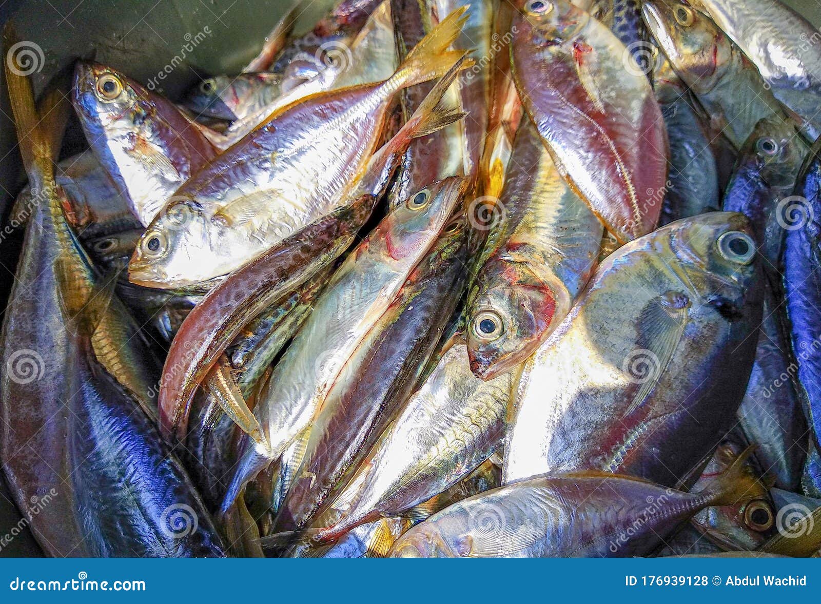 Fresh fish from the sea stock photo. Image of fresh - 176939128