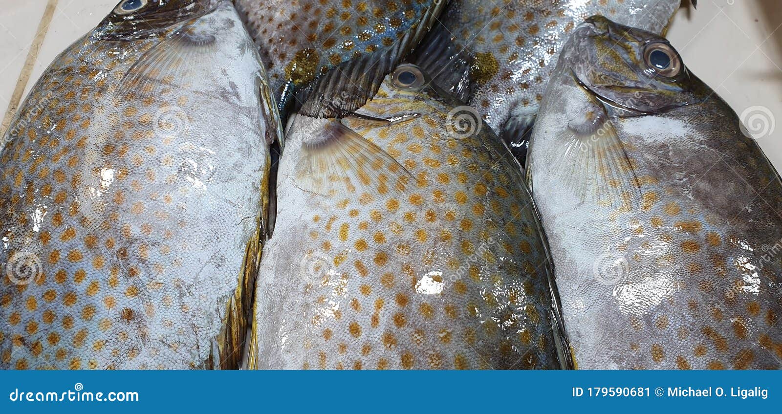 Fresh Fish from Sea stock image. Image of dish, wildlife - 179590681