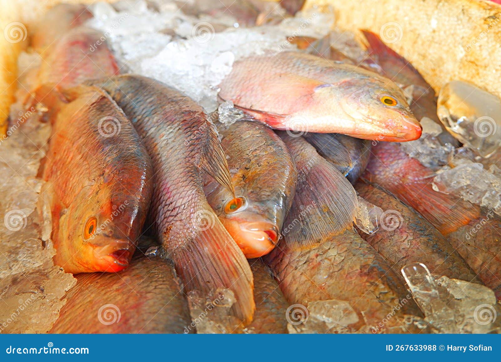 Fresh fish stock photo. Image of seafood, prawns, cooking - 267633988