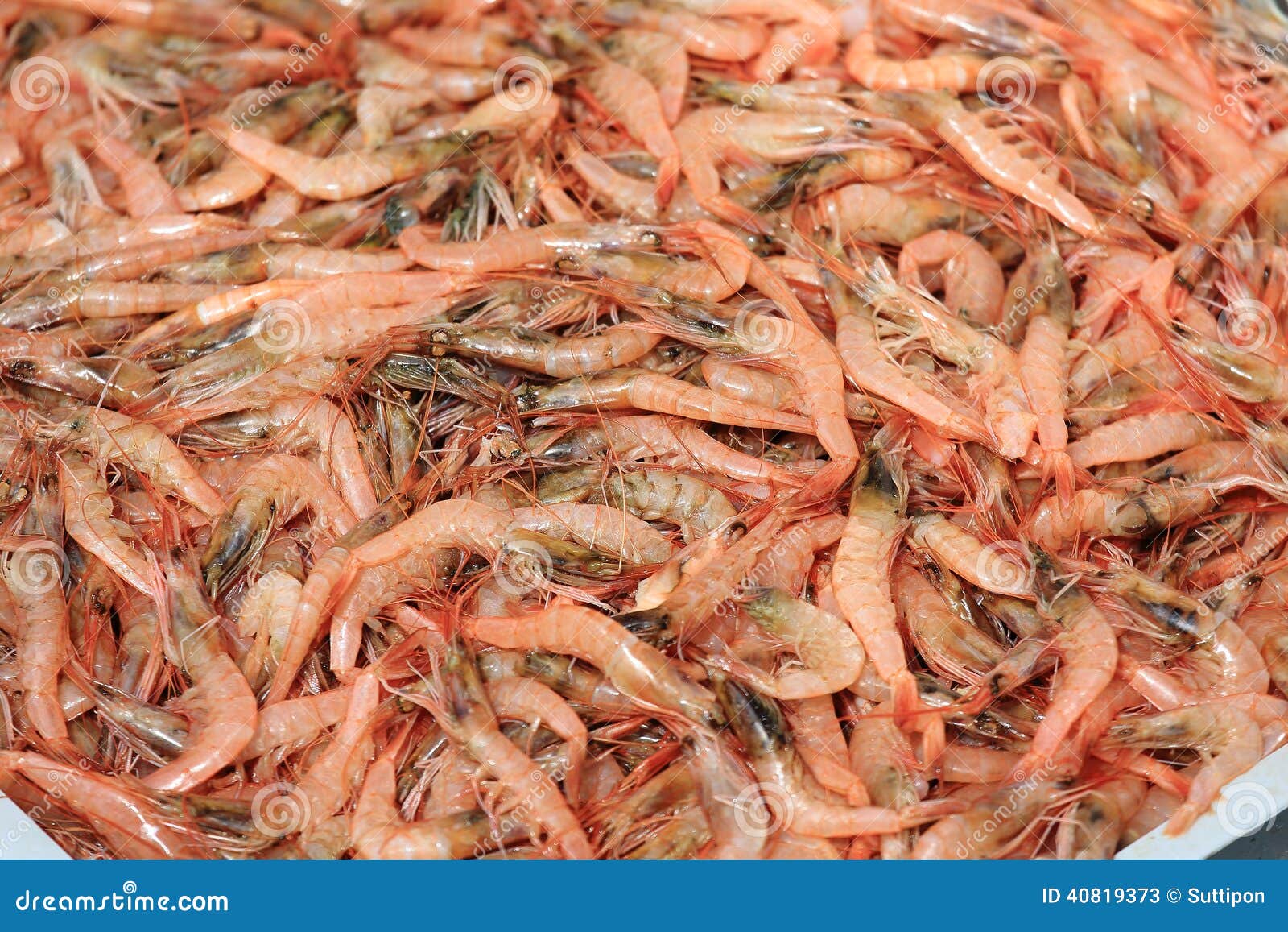 Fresh fish and seafood stock image. Image of diet, restaurant - 40819373