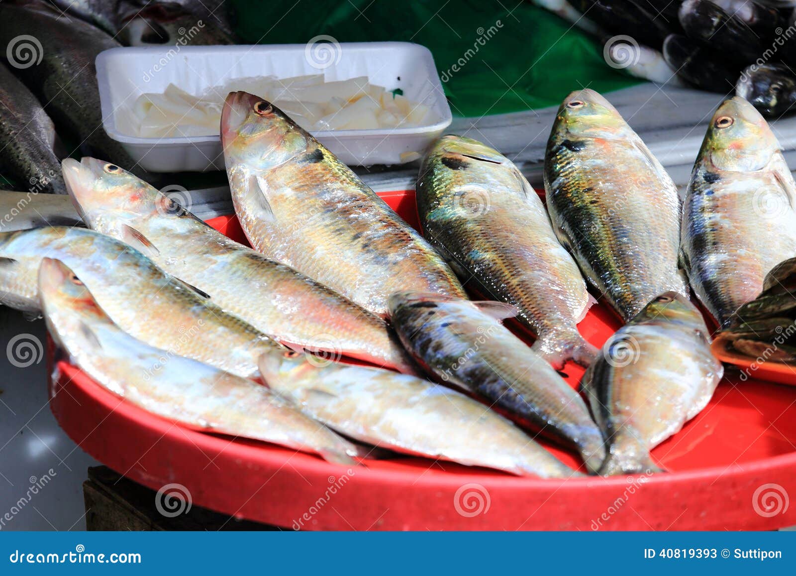 Fresh fish and seafood stock image. Image of saltwater - 40819393
