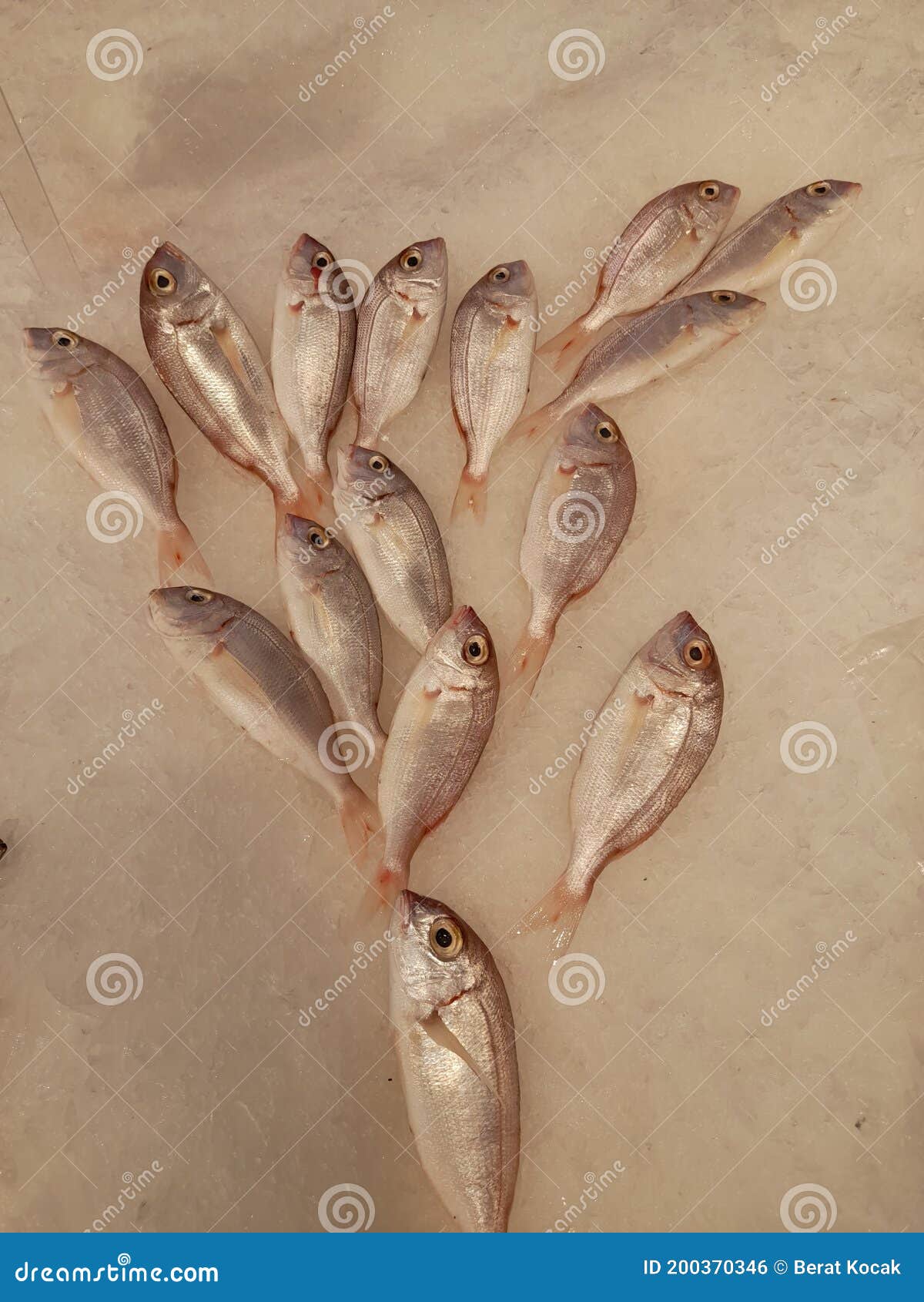 Fresh fish section stock photo. Image of food, meal - 200370346