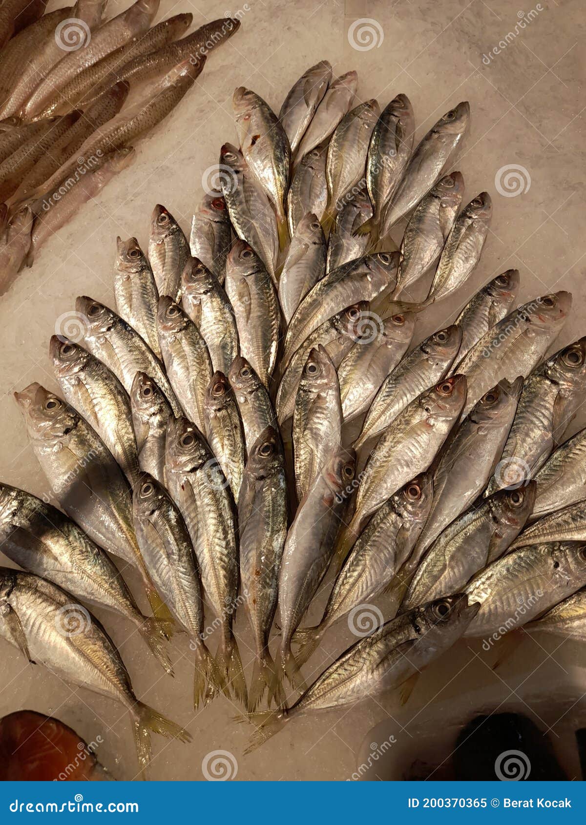 Fresh fish section stock image. Image of food, fresh - 200370365