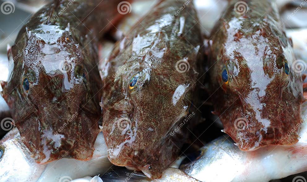 Fresh fish (Siluriformes) stock image. Image of fishes - 11004215