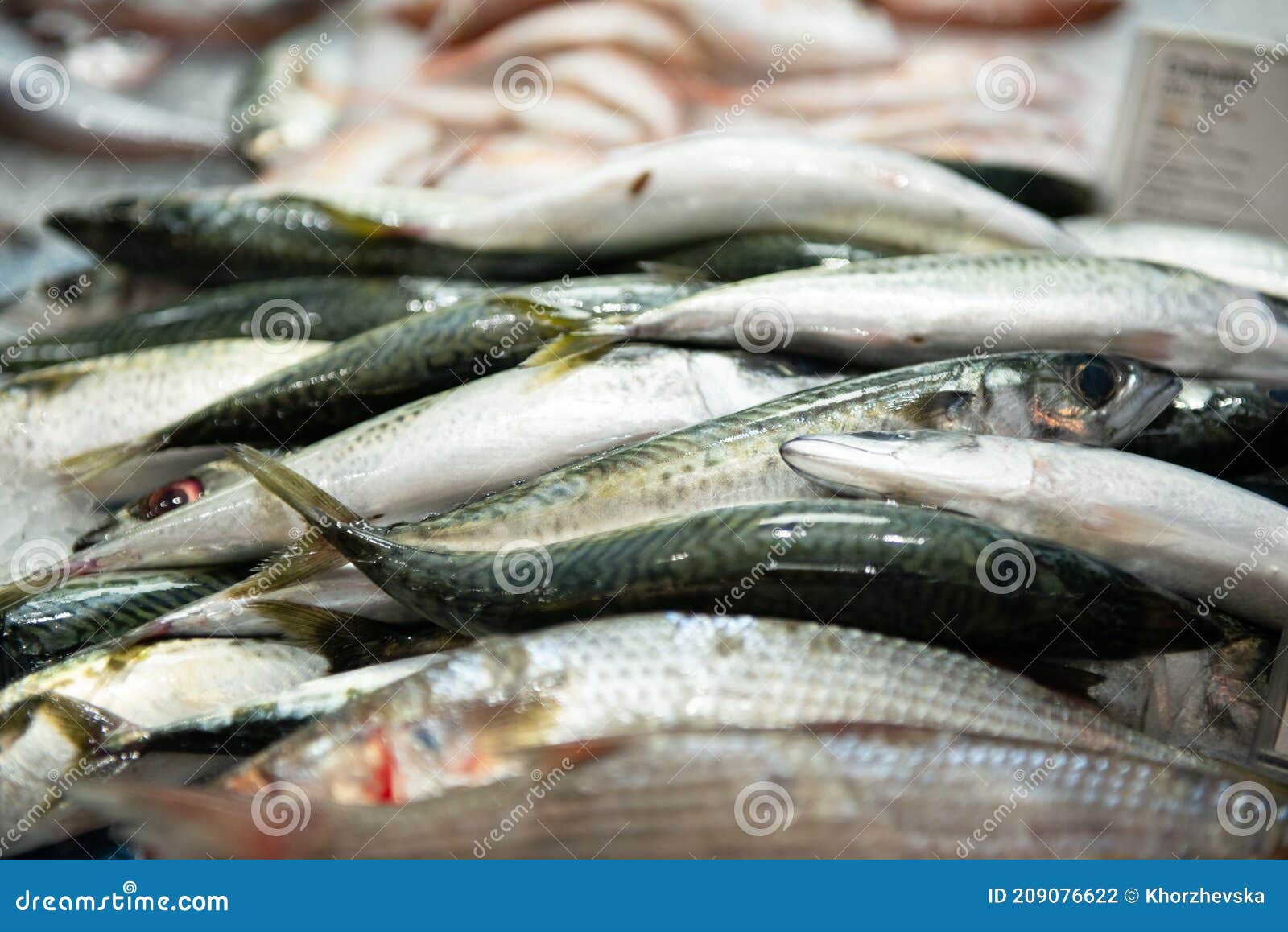 Fresh Fish Sold on Fish and Seafood Market Stock Photo - Image of ...