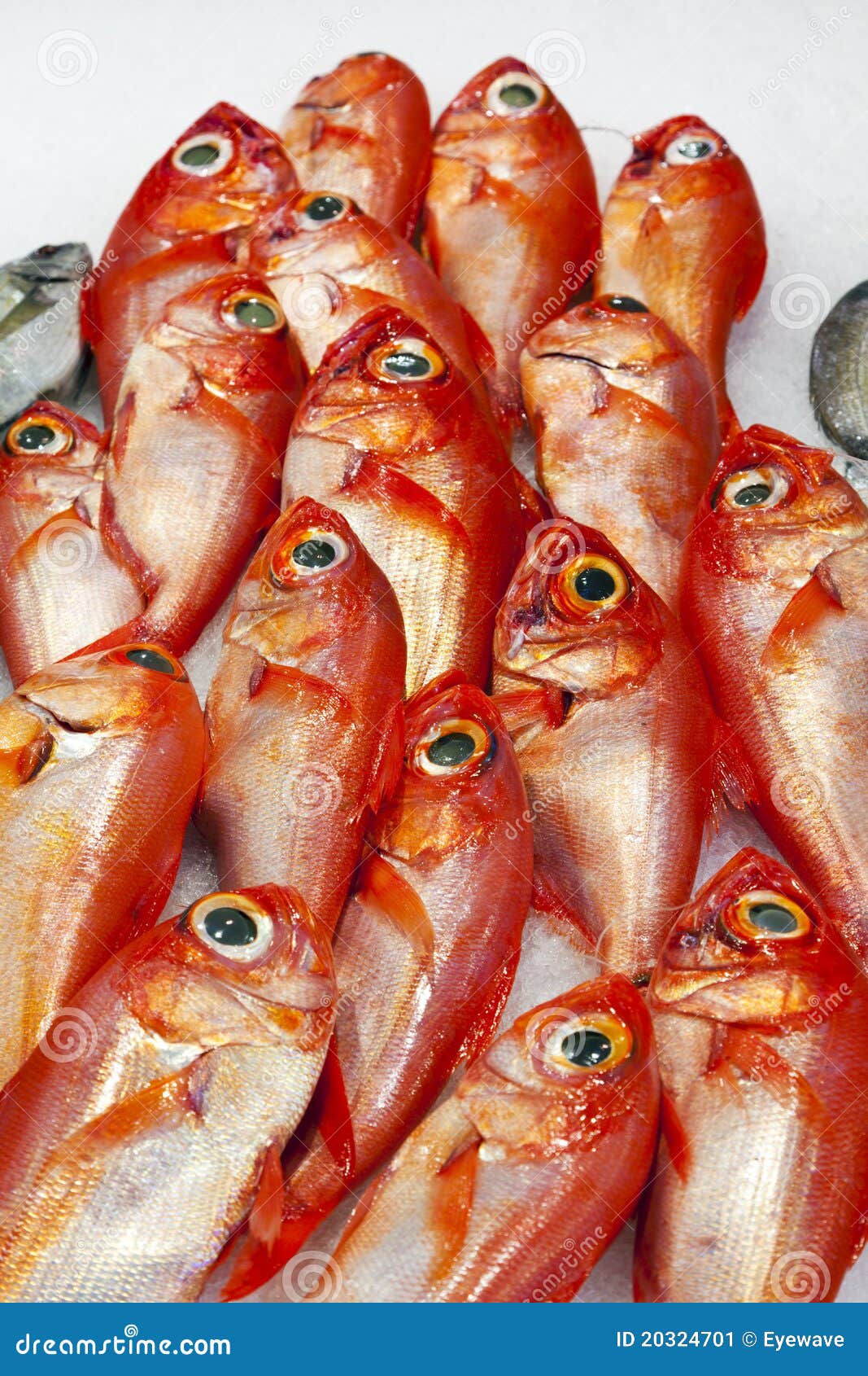 Fresh Fish at Spanish Market Stand Stock Image - Image of deepwater ...
